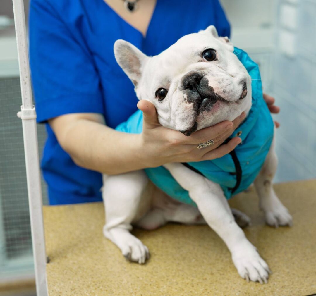 Airway Veterinary Hospital | About Us